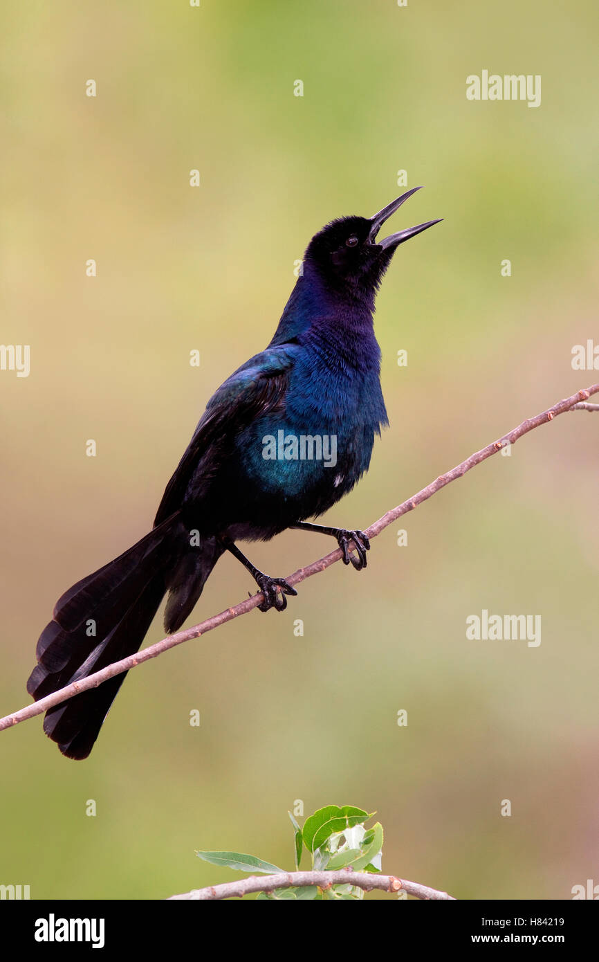 Boat-tailed Grackle (Quiscalus major), Florida Stock Photo - Alamy