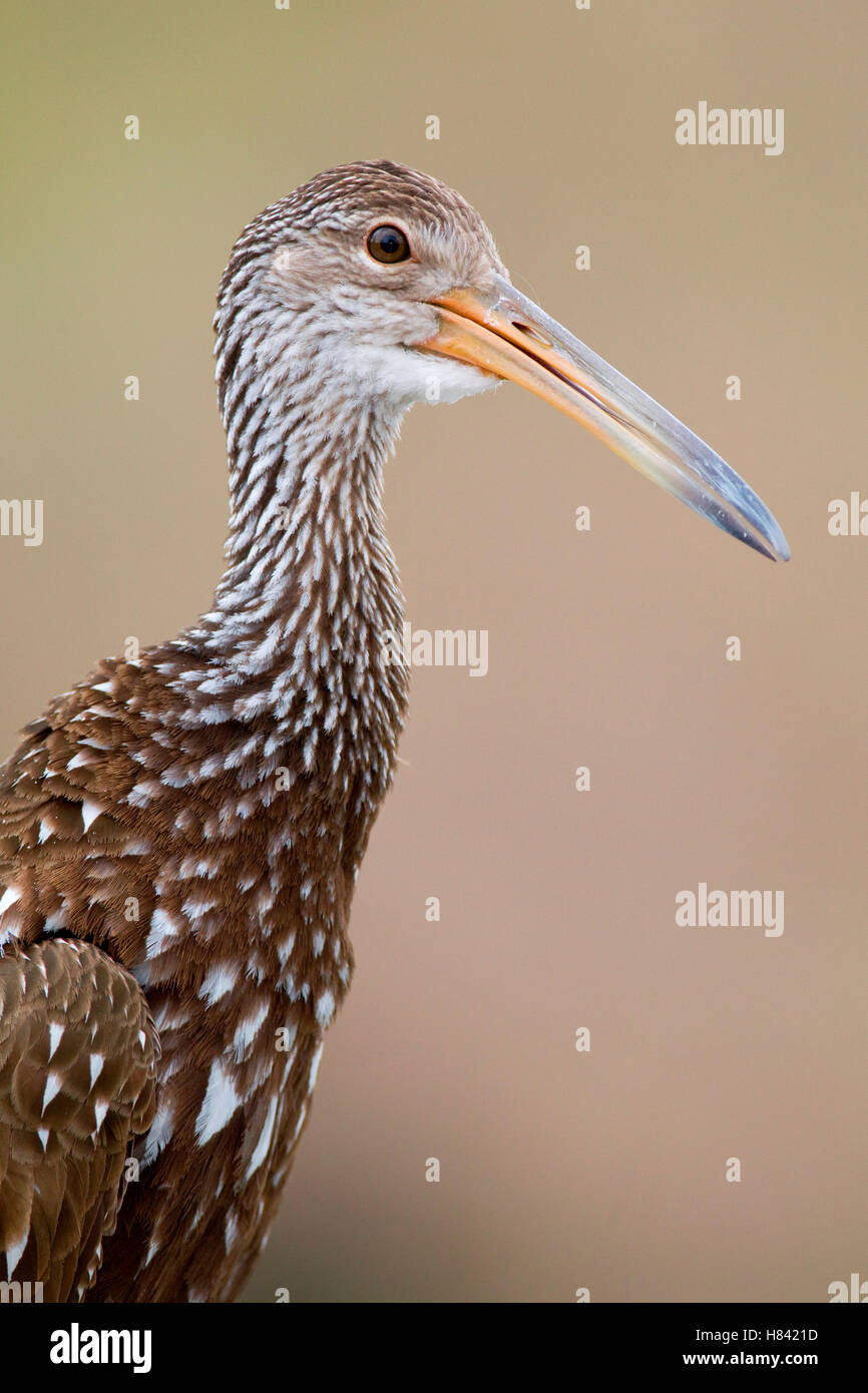 Limpkin (Aramus guarauna), Florida Stock Photo - Alamy