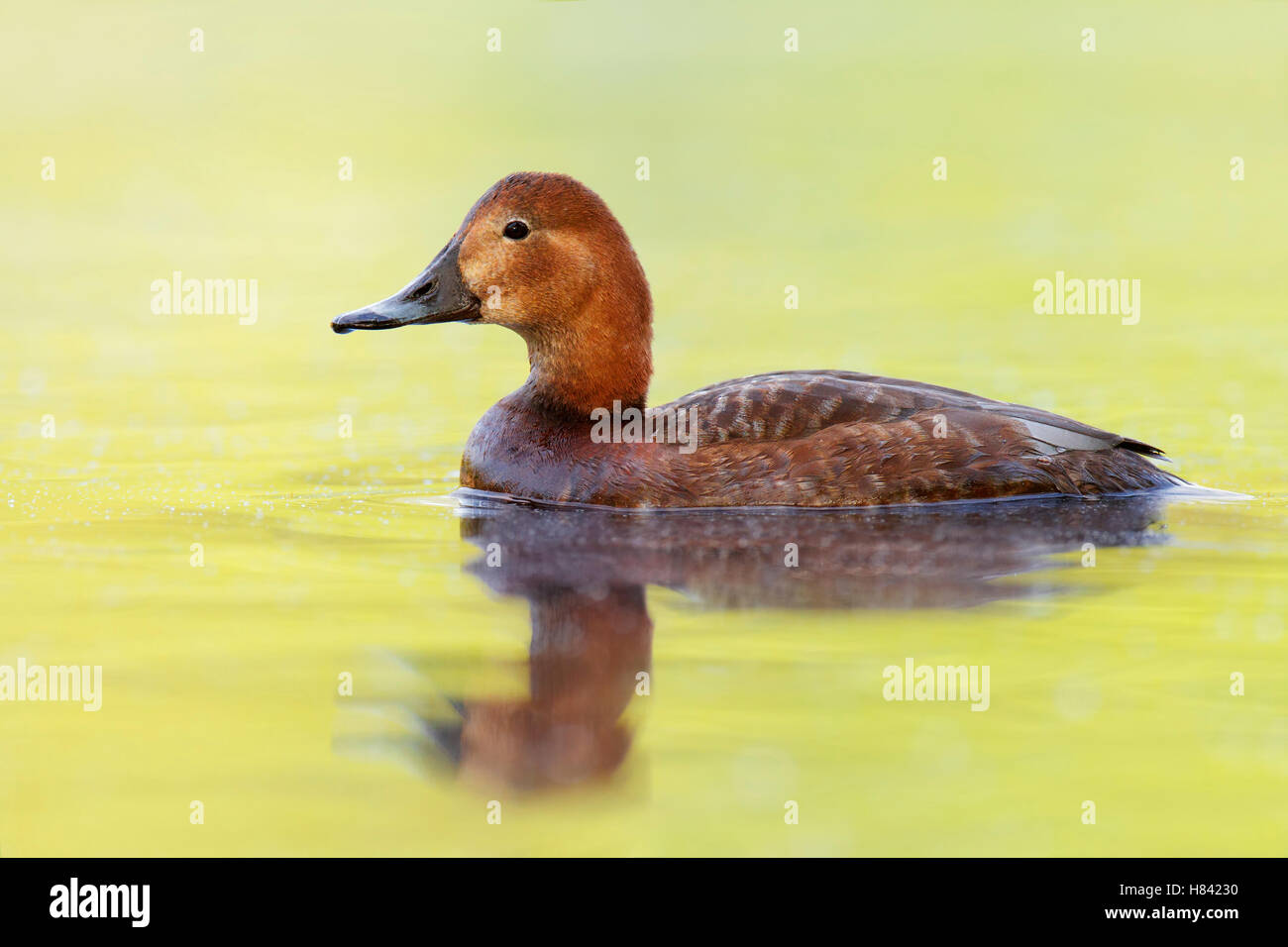 Common Pochard (Aythya ferina) female, Brandenburg, Germany Stock Photo ...