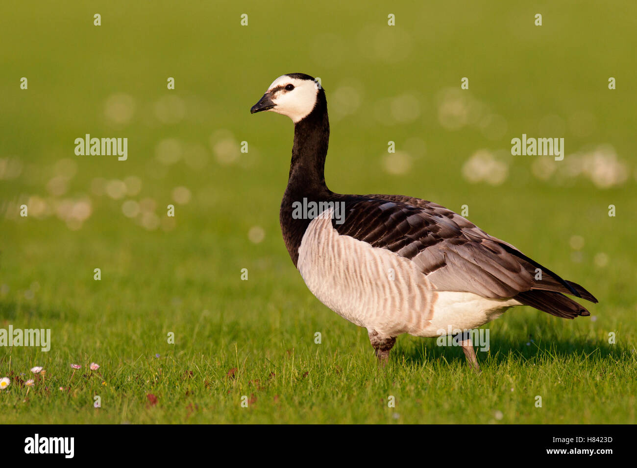 Barnacle Goose (Branta leucopsis), Bavaria, Germany Stock Photo - Alamy