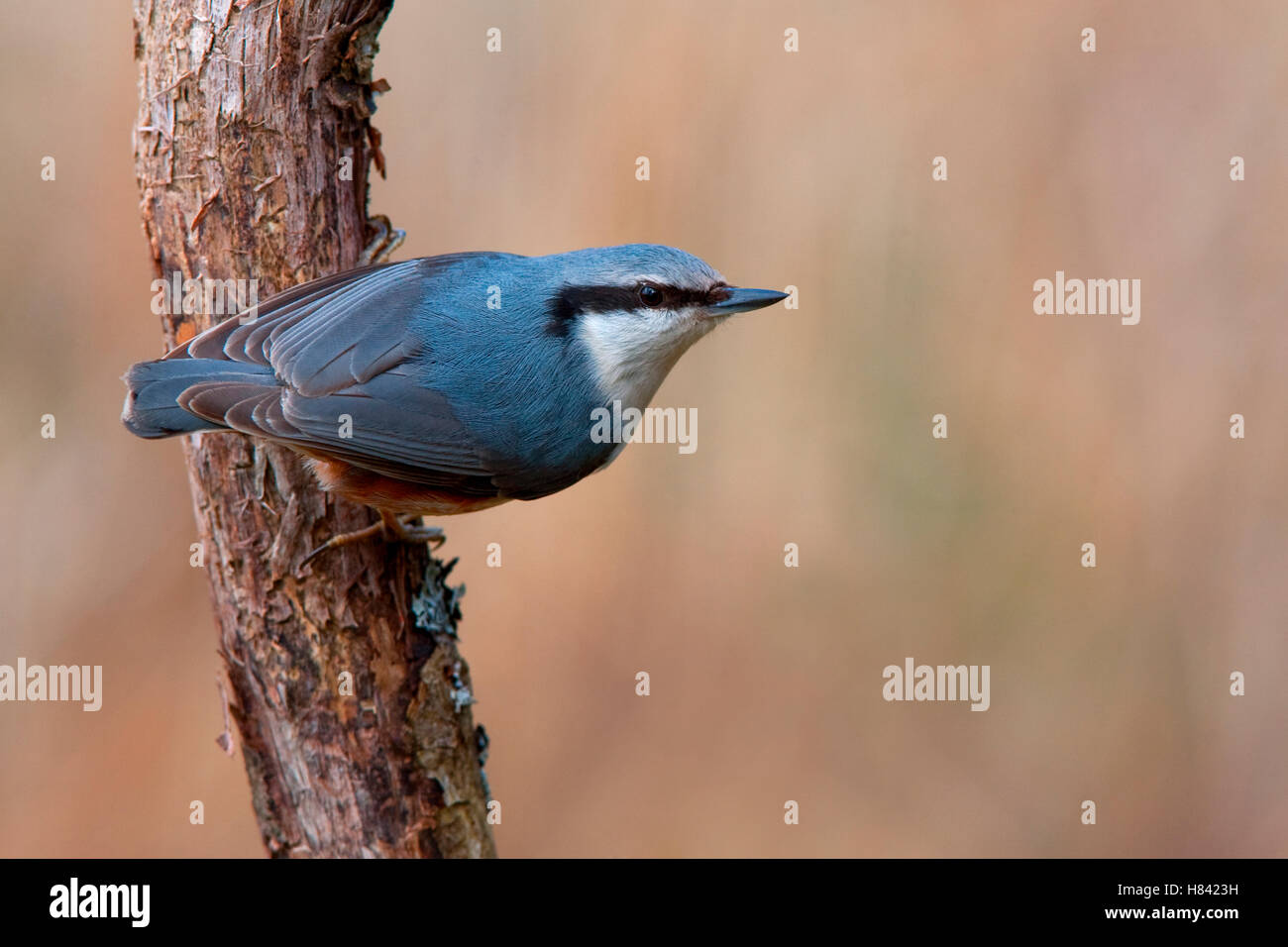 Wood Nuthatch (Sitta europaea), Brandenburg, Germany Stock Photo - Alamy