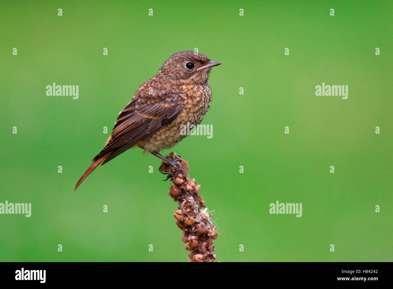 Common Redstart (Phoenicurus phoenicurus) juvenile, Berlin, Germany ...