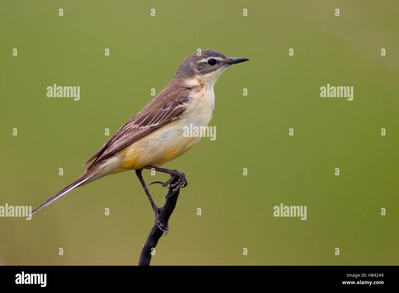 Blue-headed Wagtail (Motacilla flava), Neusiedlersee, Austria Stock Photo - Alamy