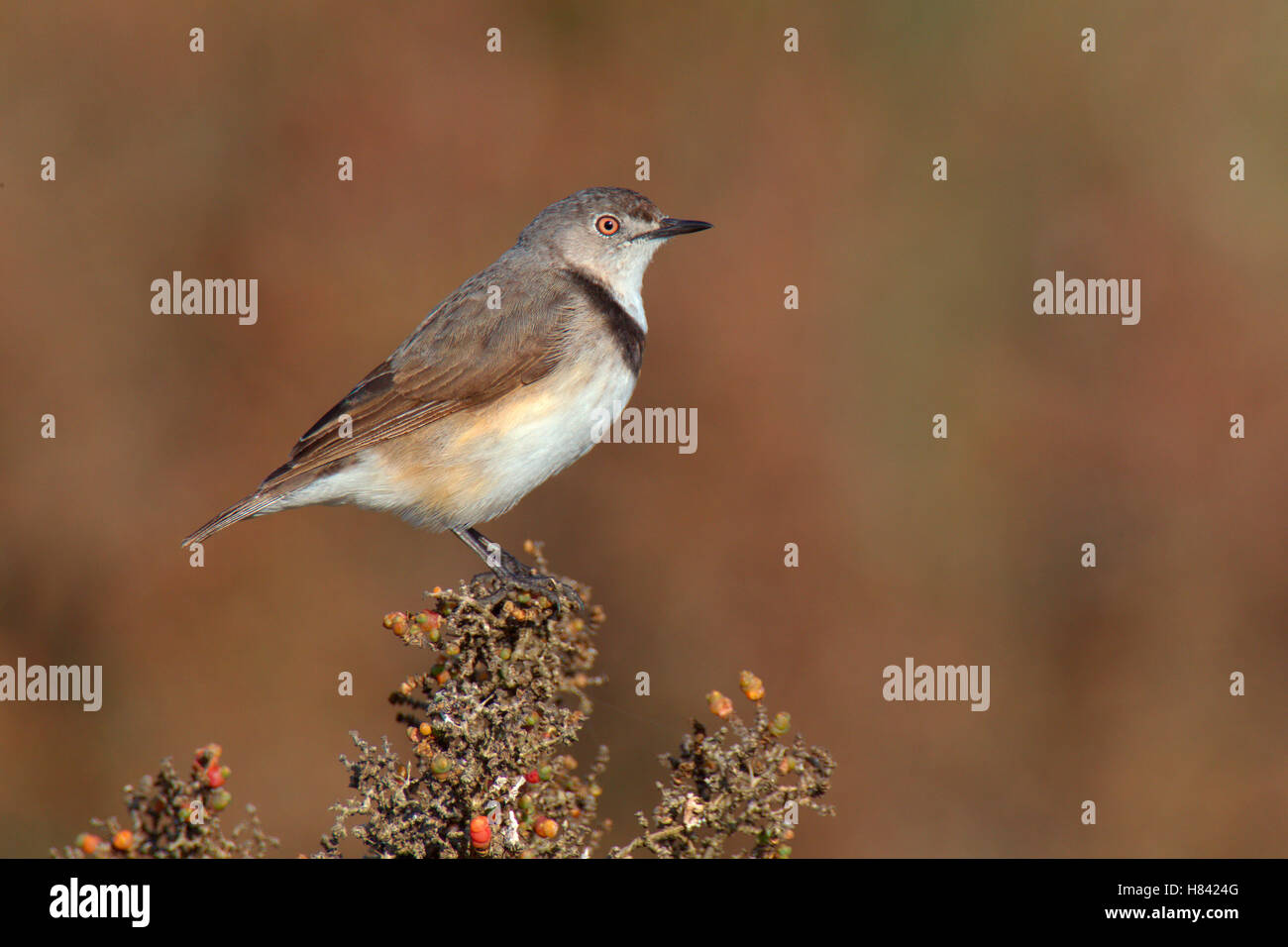 White-fronted Chat (Epthianura albifrons) female, Australia Stock Photo ...