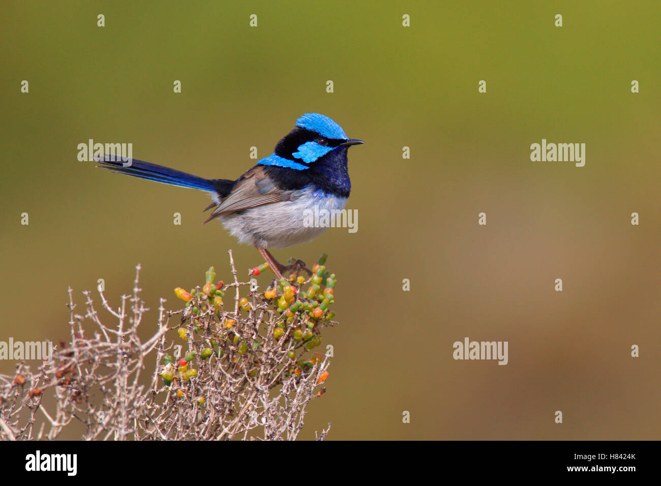 Superb Fairywren (Malurus cyaneus) male, Victoria, Australia Stock ...
