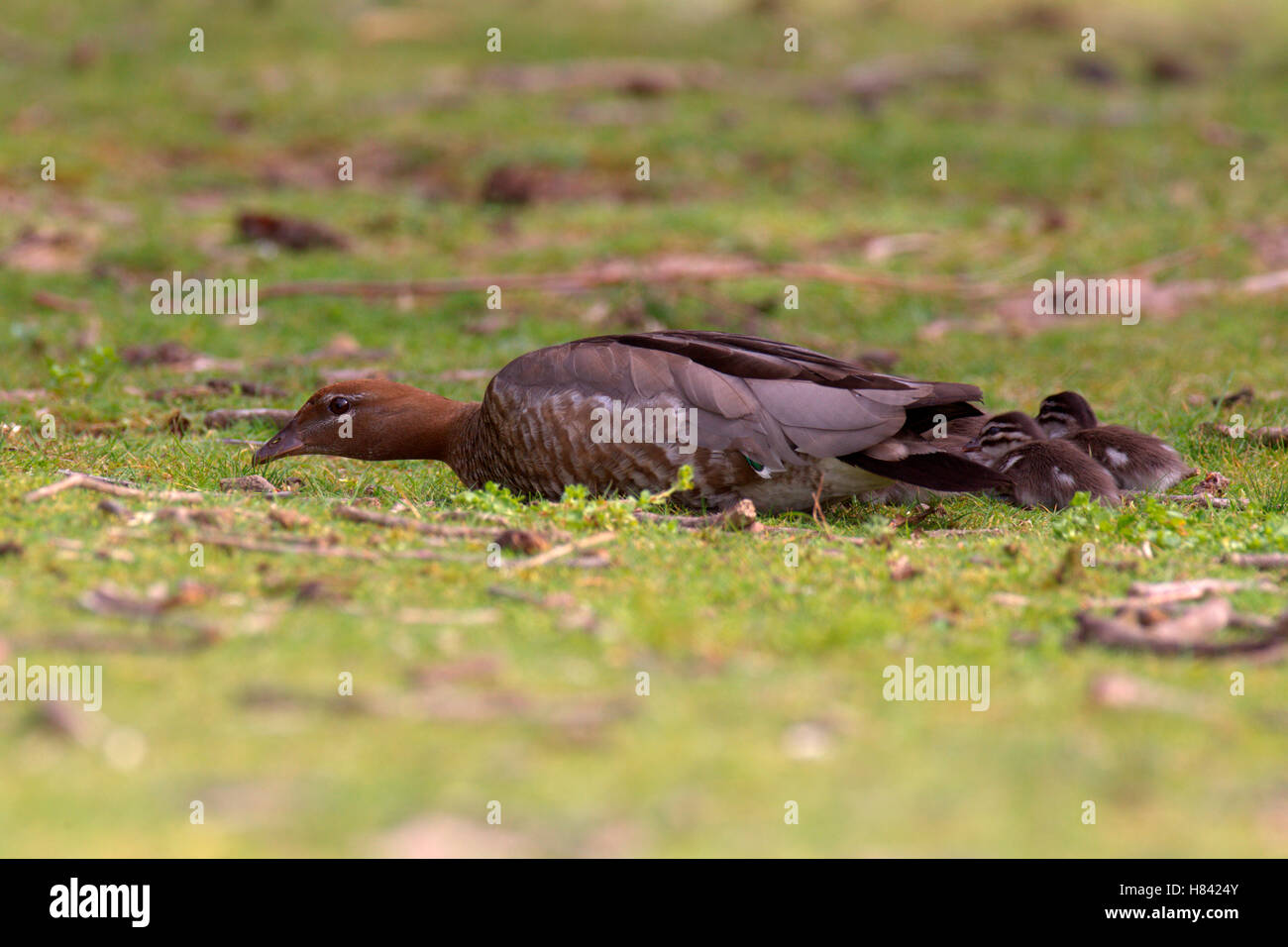 Maned Duck (Chenonetta jubata), Australia Stock Photo - Alamy