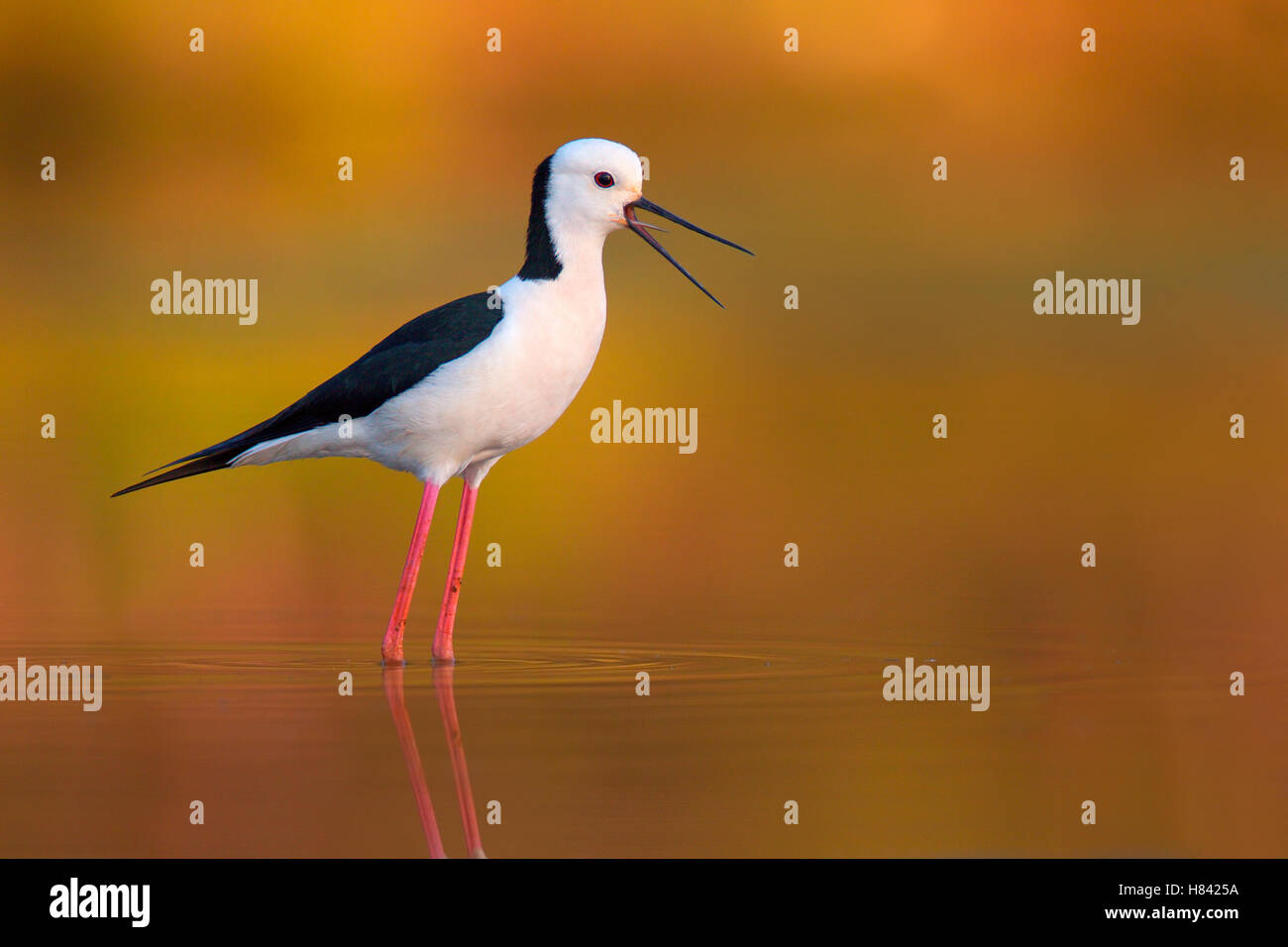 White-headed Stilt (Himantopus leucocephalus) calling, New South Wales ...