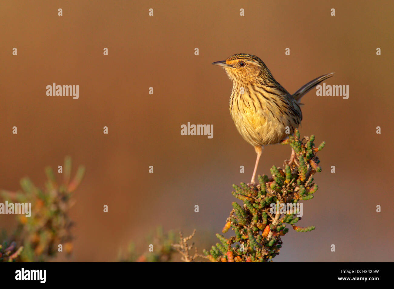 Striated Calamanthus (Calamanthus fuliginosus), Australia Stock Photo ...