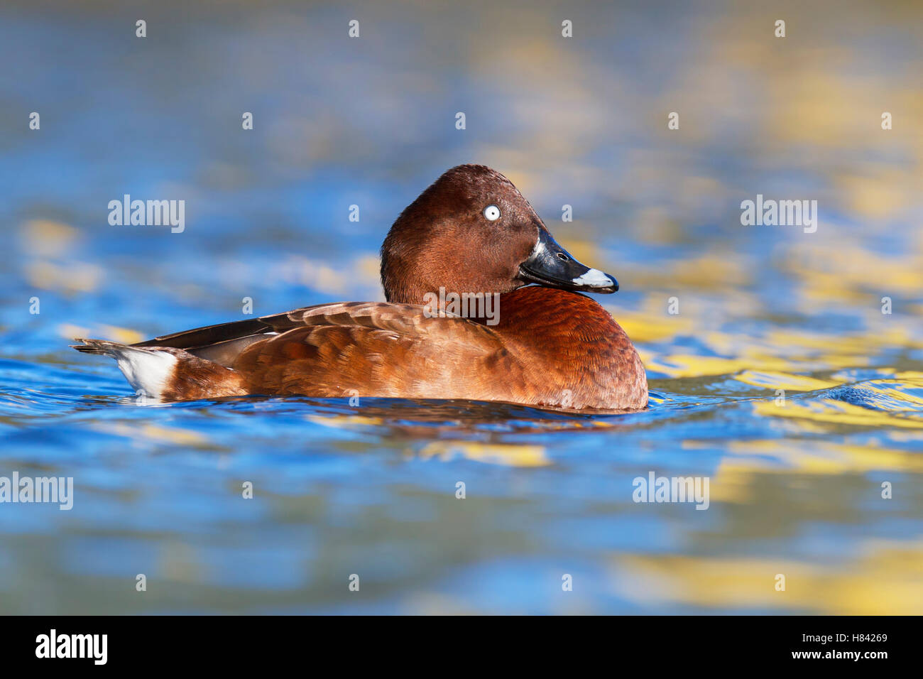 White-eyed Duck (Aythya australis) male, Australia Stock Photo - Alamy