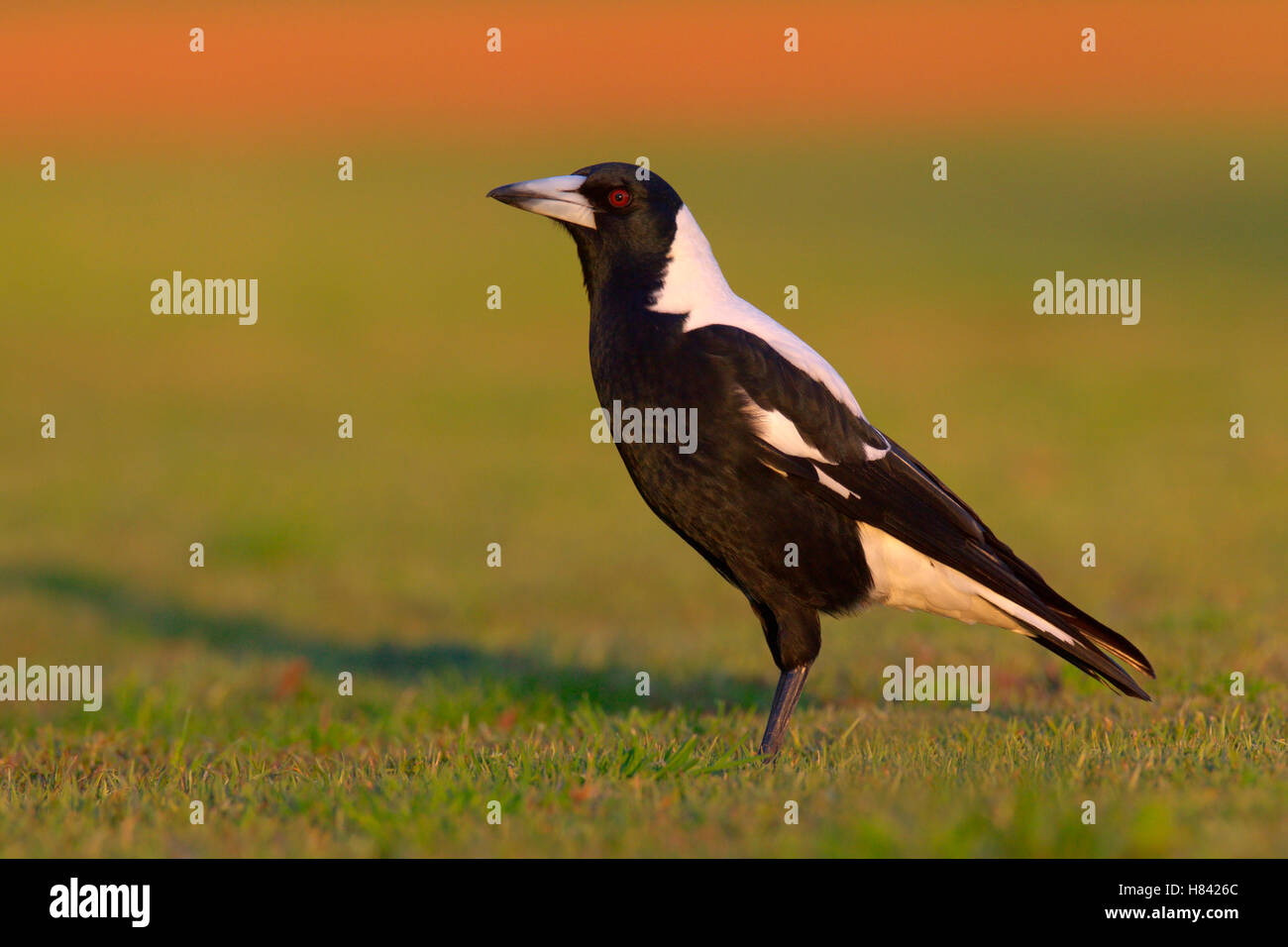 Australian Magpie (Gymnorhina tibicen Stock Photo - Alamy