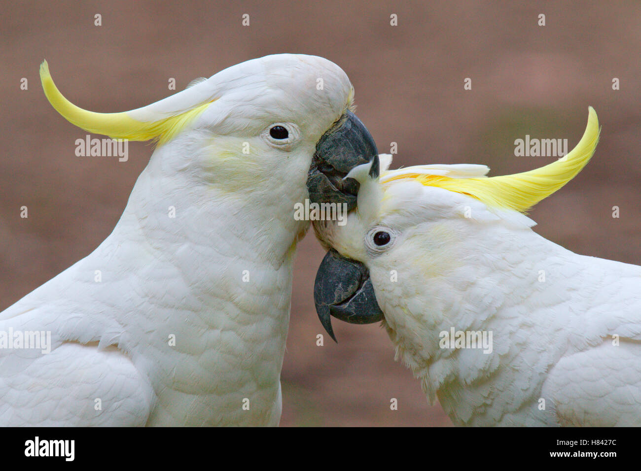 Sulphur-crested Cockatoo (Cacatua galerita) pair preening, Victoria ...