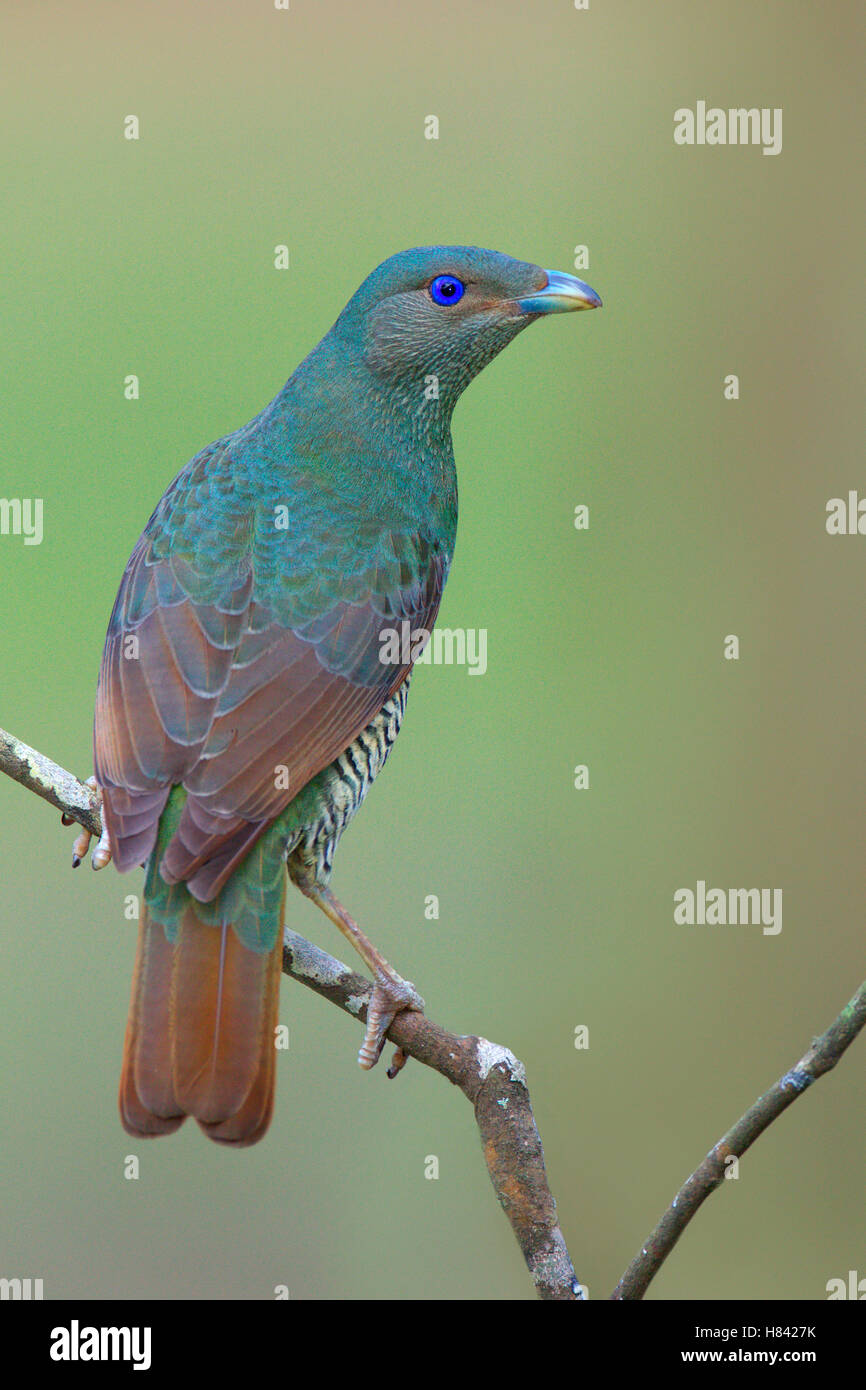Satin Bowerbird (Ptilonorhynchus violaceus) female, Australia Stock Photo - Alamy