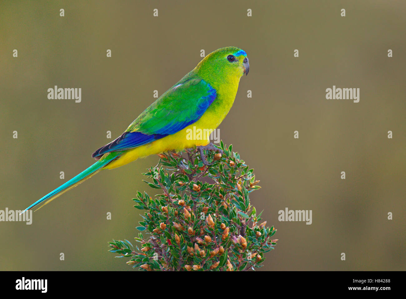 Orange-bellied Parrot (Neophema chrysogaster), Tasmania, Australia ...