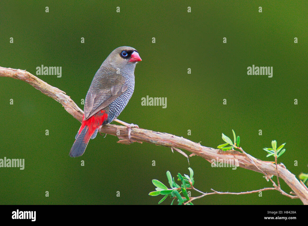 Beautiful Firetail (Stagonopleura bella), Tasmania, Australia Stock ...