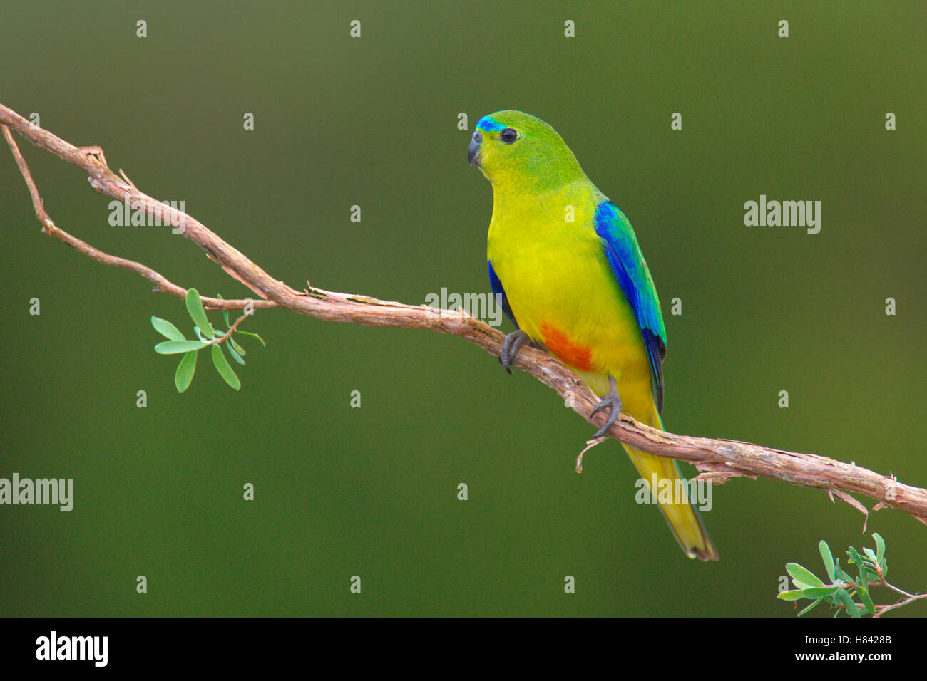 Orange-bellied Parrot (Neophema chrysogaster), Tasmania, Australia ...