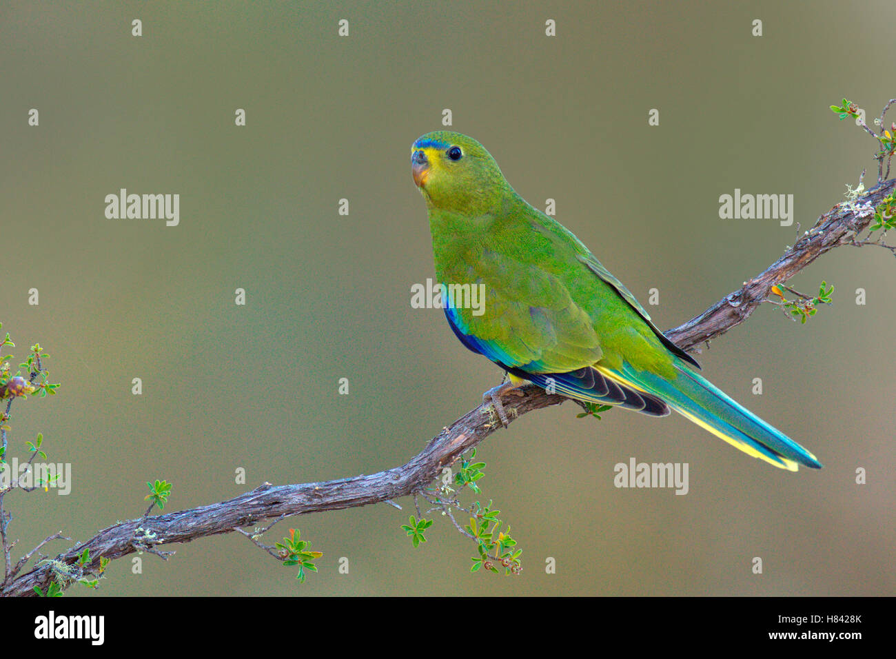 Elegant Parrot (Neophema elegans), Sterling Range, Australia Stock ...