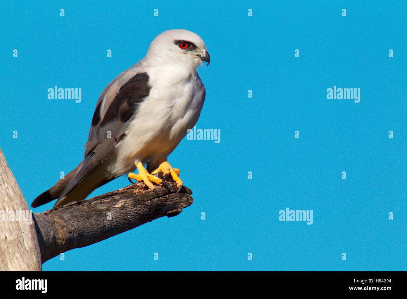 Black-shouldered Kite (Elanus axillaris), Perth, Australia Stock Photo ...