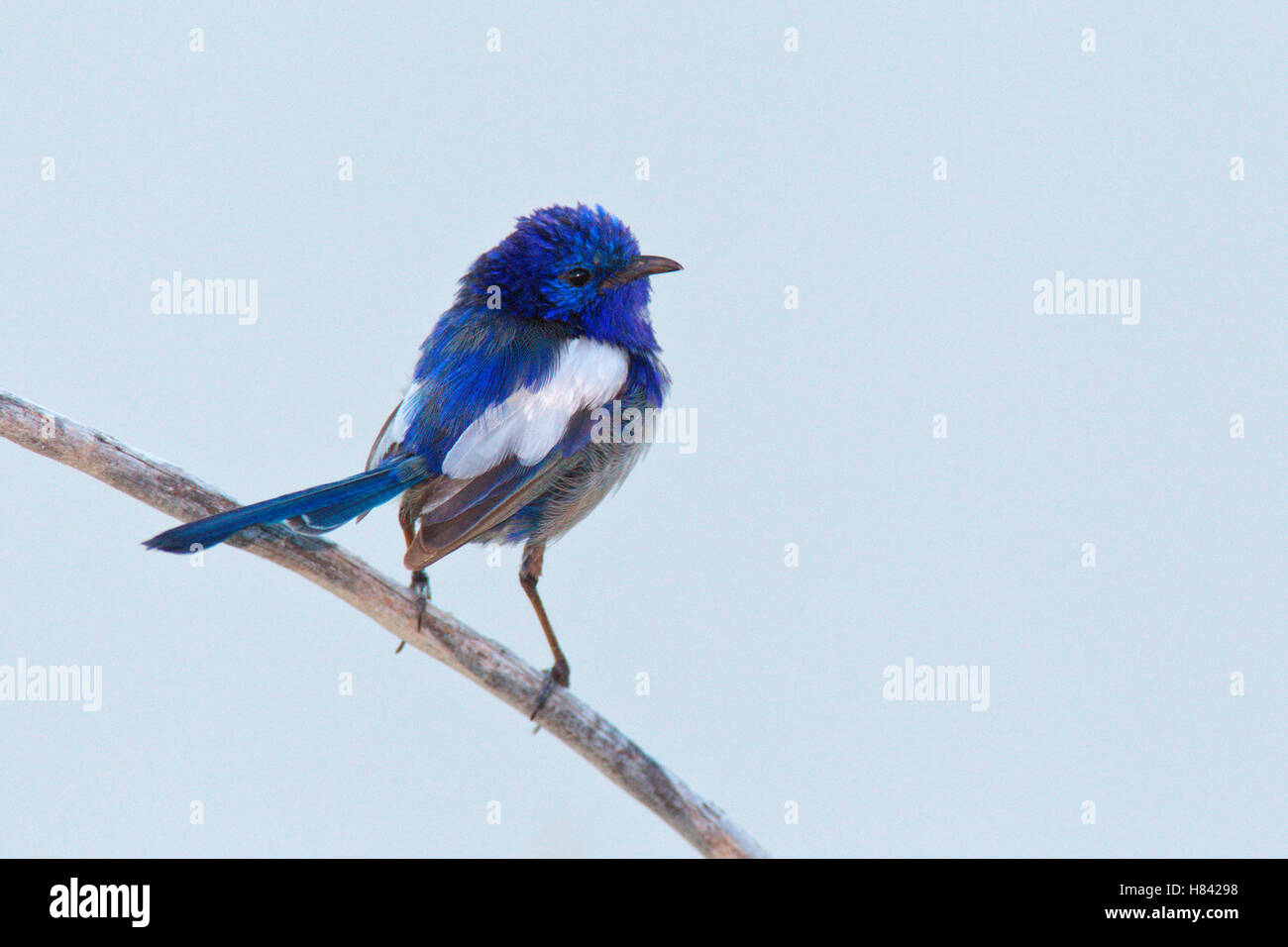 White-winged Fairywren (Malurus leucopterus), Perth, Australia Stock ...