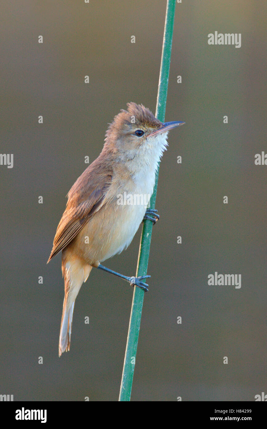 Australian Reed-Warbler (Acrocephalus australis), Australia Stock Photo ...