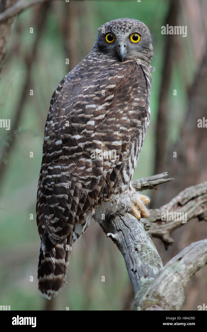 Powerful Owl (Ninox strenua), Australia Stock Photo - Alamy