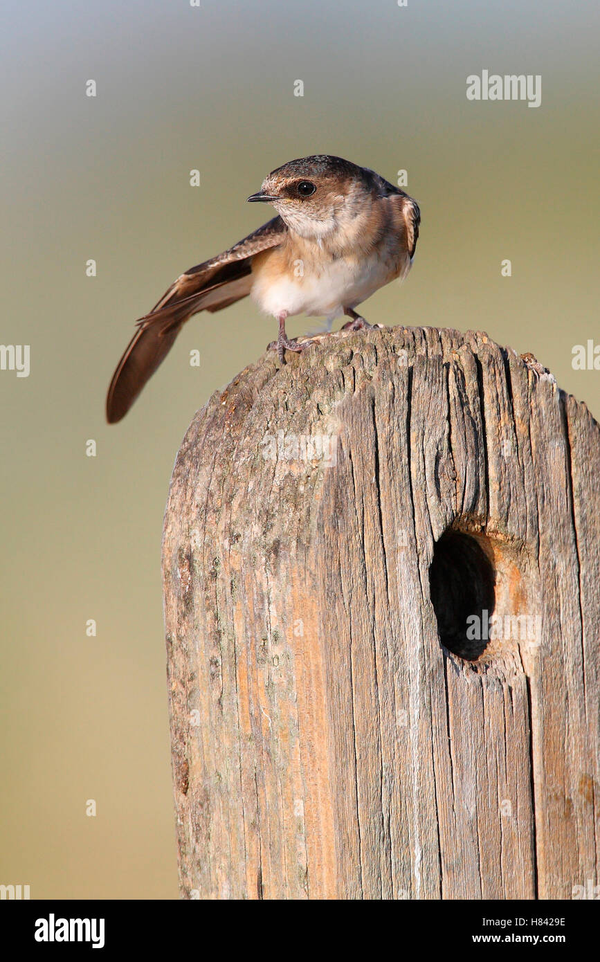 Tree Martin (Petrochelidon nigricans), Victoria, Australia Stock Photo ...