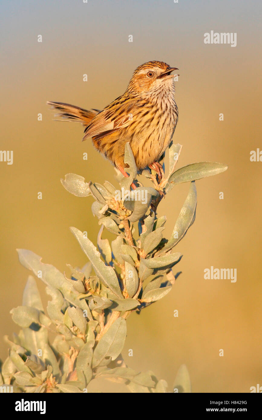 Striated calamanthus hi-res stock photography and images - Alamy