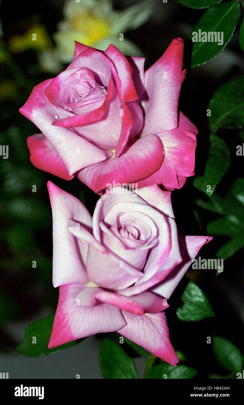 Two colour roses hi-res stock photography and images - Alamy