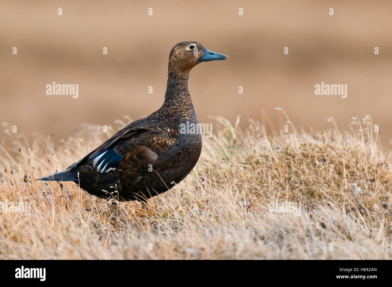 Steller's Eider (Polysticta stelleri), Alaska Stock Photo - Alamy