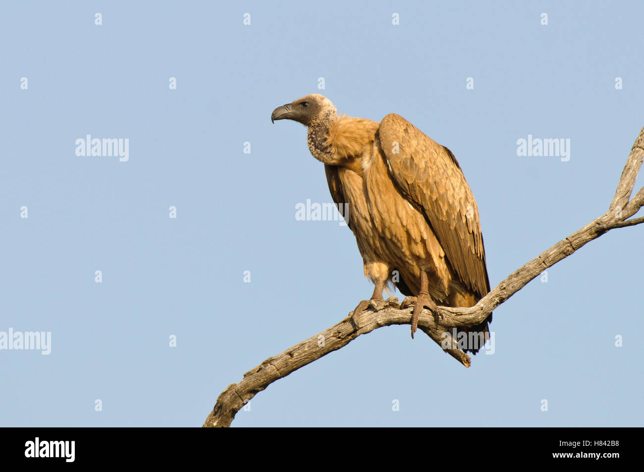 White-backed Vulture (Gyps africanus), Botswana Stock Photo - Alamy