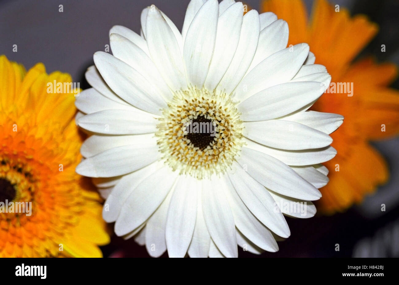 Asteraceae genus hi-res stock photography and images - Alamy