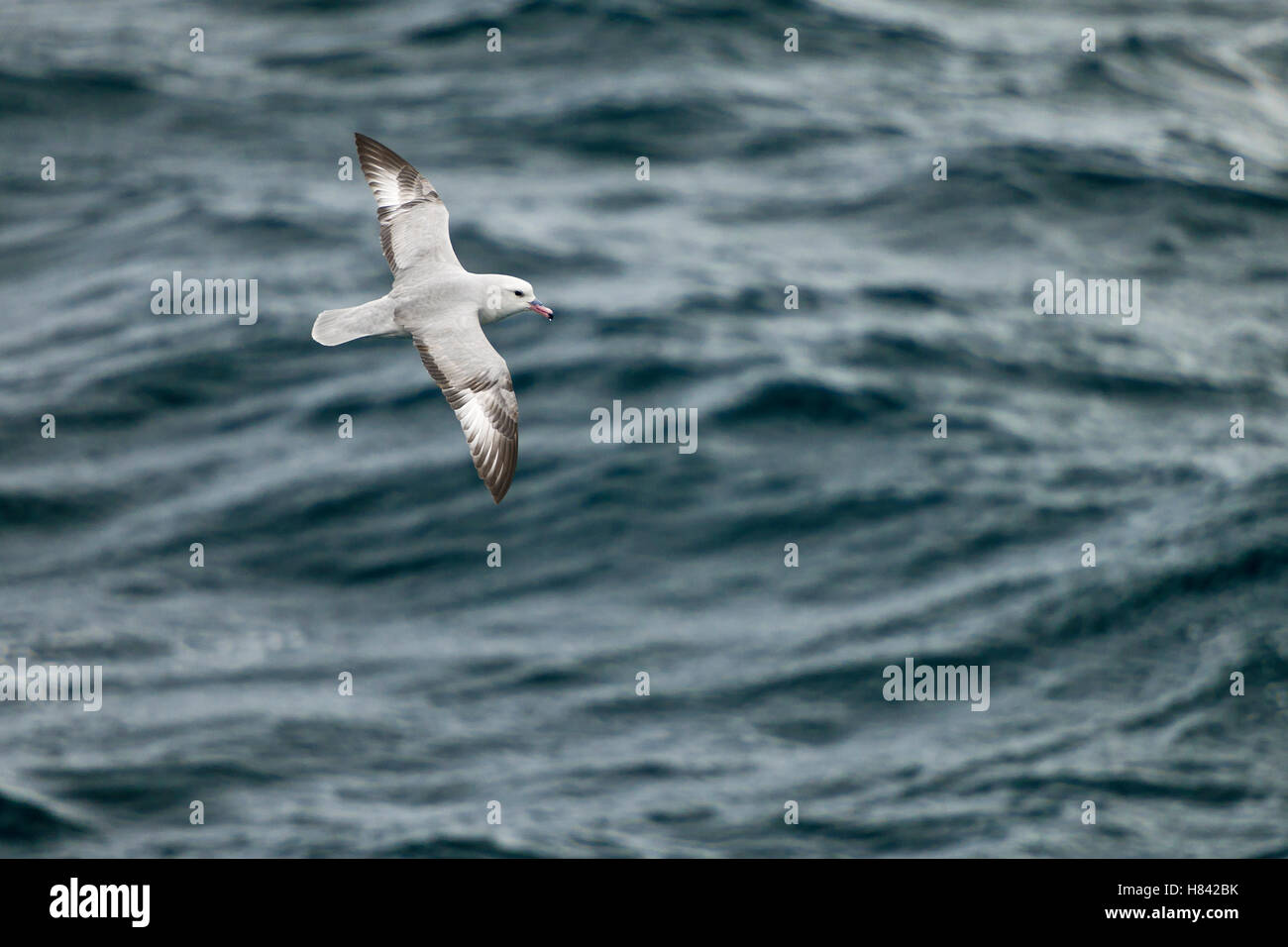 Southern Fulmar (Fulmarus glacialoides), Antarctica Stock Photo - Alamy