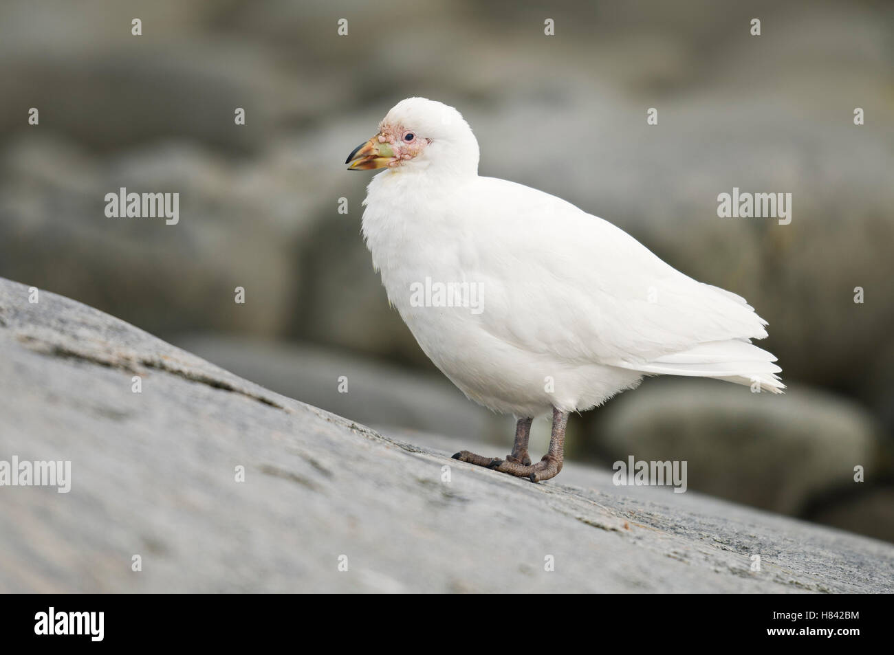 Snowy Sheathbill (Chionis albus), Antarctica Stock Photo - Alamy