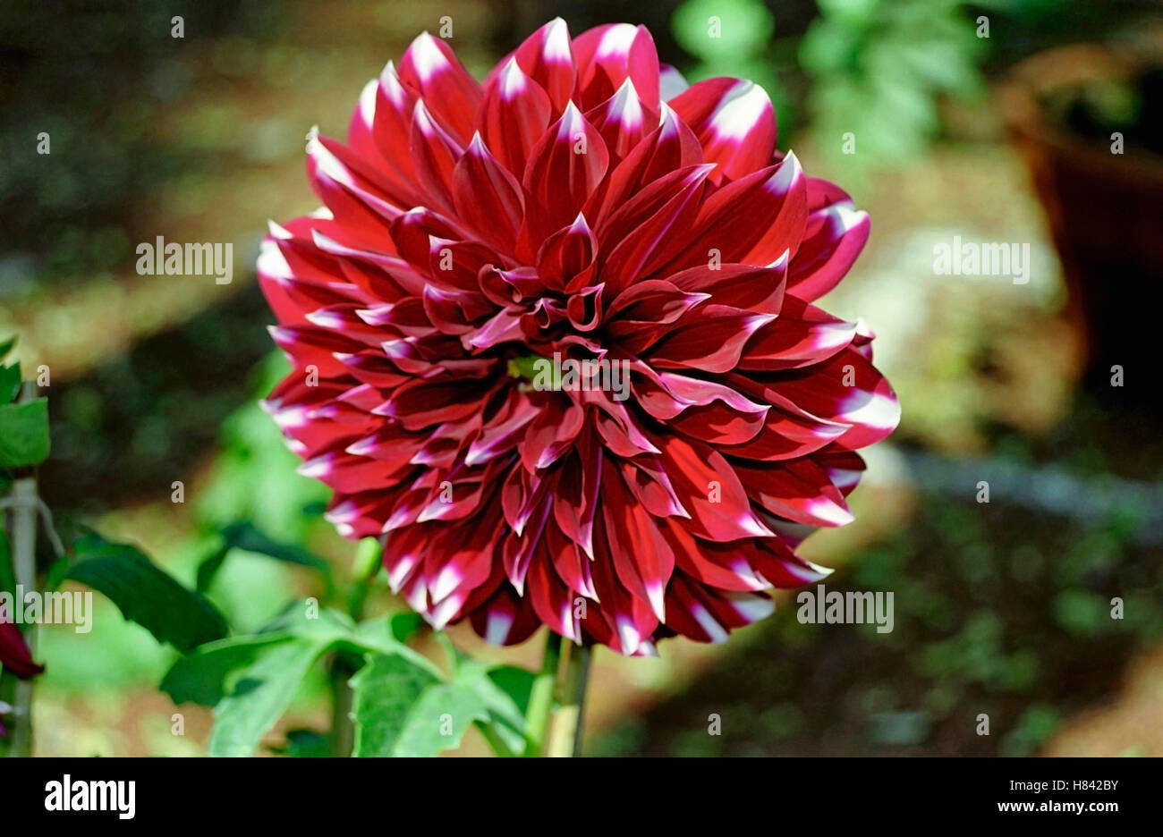 Indian dahlia hi-res stock photography and images - Alamy
