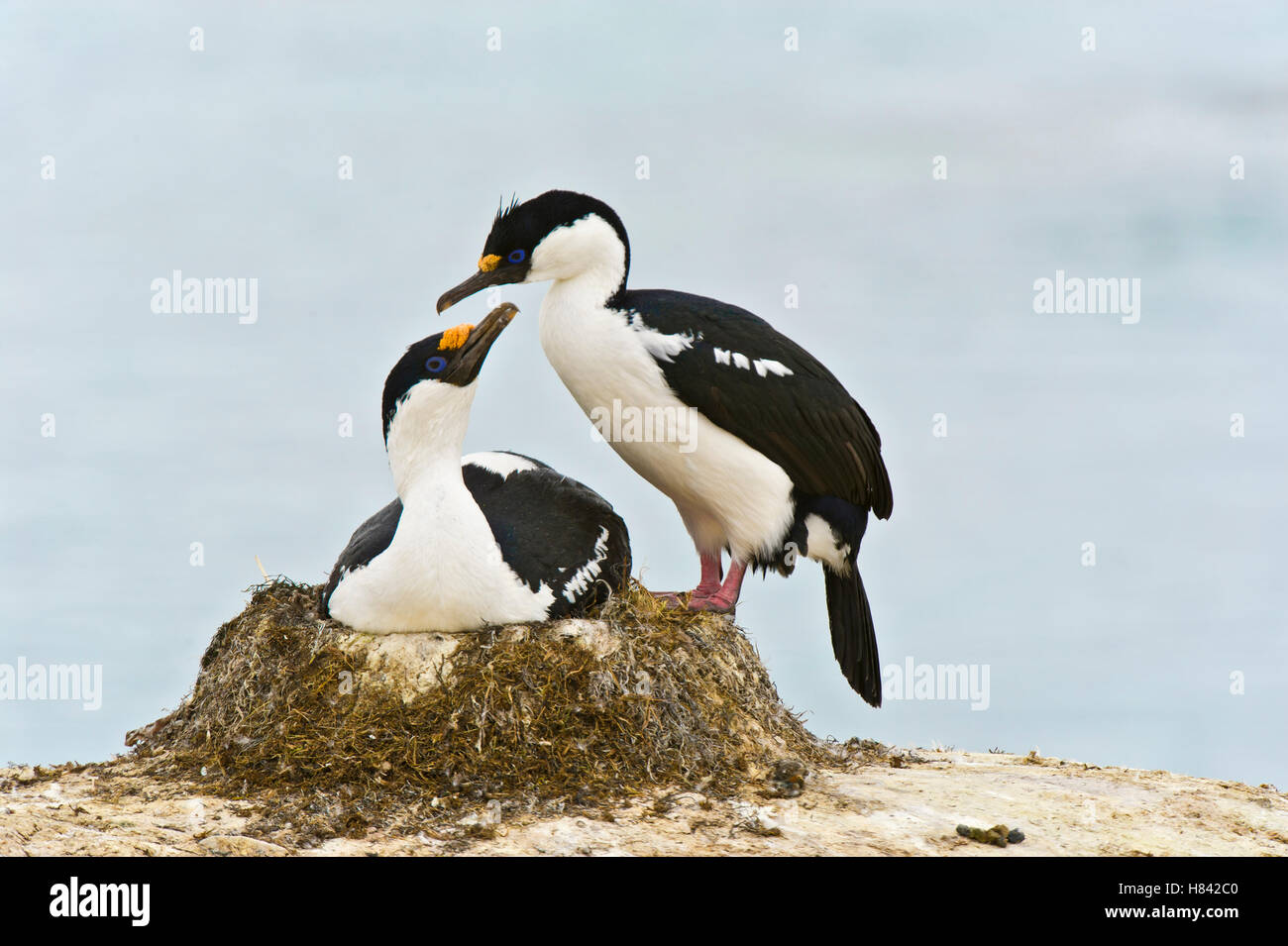 Guanay Cormorant (Phalacrocorax bougainvillii) pair at nest, Antarctica ...
