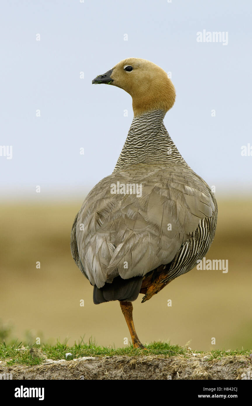 Ruddy-headed Goose (Chloephaga rubidiceps), Falkland Islands Stock ...