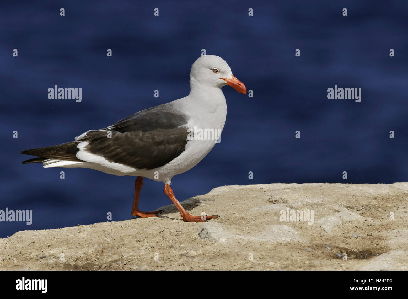 Dolphin Gull (Leucophaeus scoresbii), Falkland Islands Stock Photo - Alamy