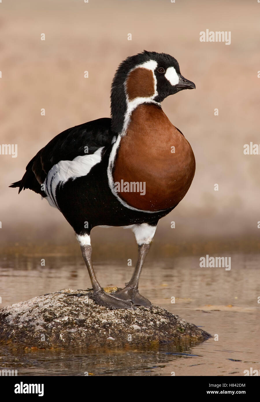 Red-breasted Goose (Branta ruficollis), New Mexico Stock Photo - Alamy