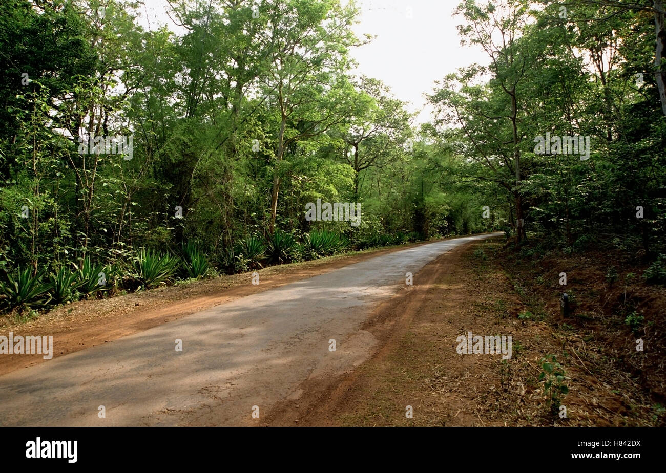 A jungle road in rural India Stock Photo - Alamy