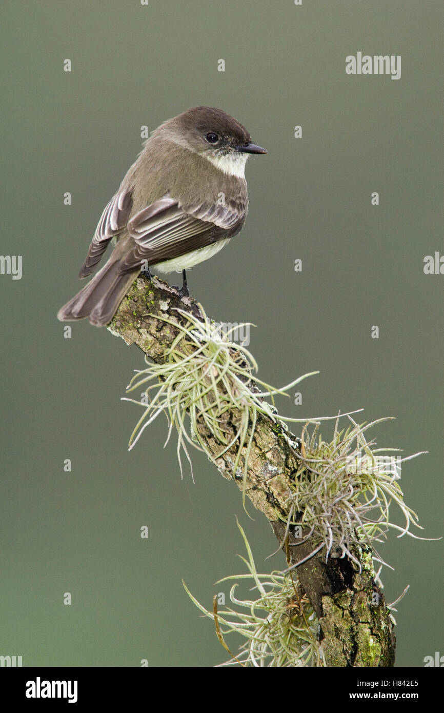 Eastern Phoebe (Sayornis phoebe), Texas Stock Photo - Alamy