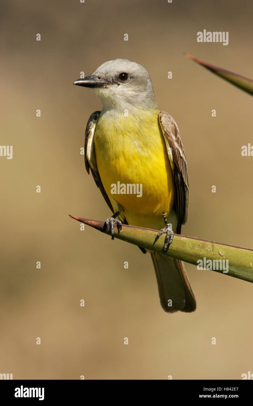 Couch's Kingbird (Tyrannus couchii), Texas Stock Photo - Alamy
