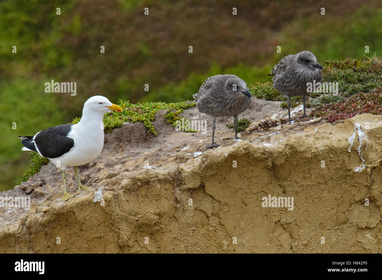Kelp Gull (Larus dominicanus) adult and two juveniles, New Zealand ...