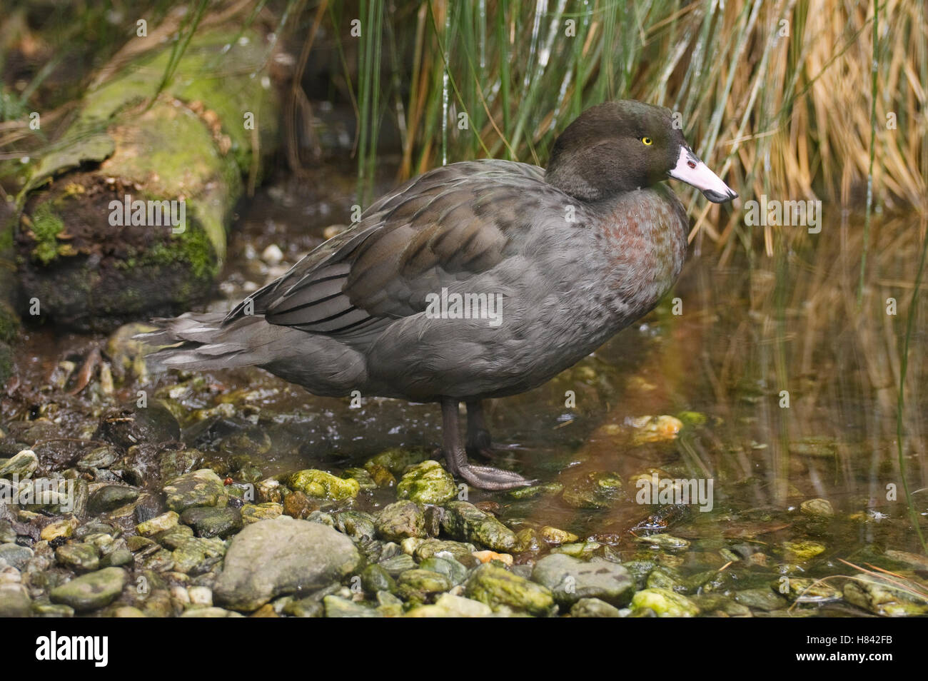 Blue Duck (Hymenolaimus malacorhynchos), New Zealand Stock Photo - Alamy
