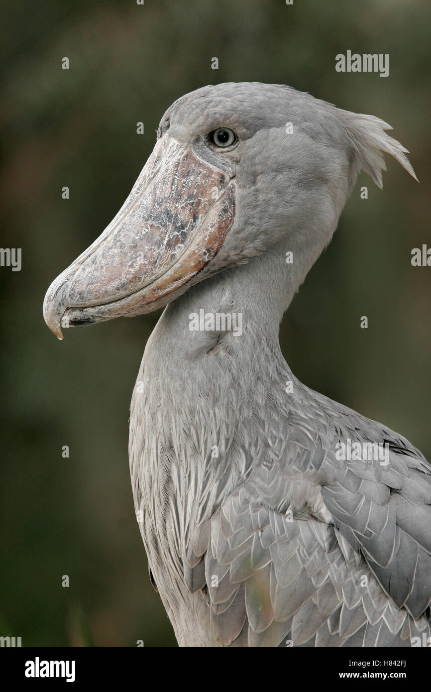 Shoebill (Balaeniceps rex), California Stock Photo - Alamy