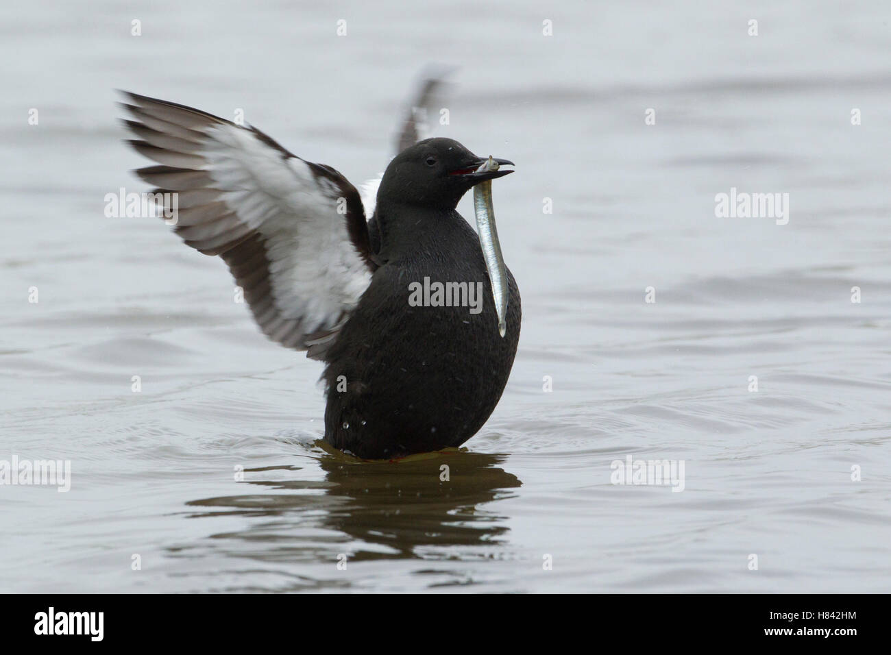 Black Guillemot (Cepphus grylle) with a small fish, Scotland Stock ...