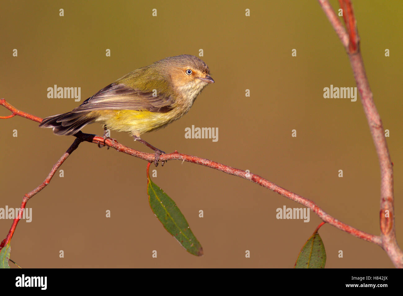 Weebill (Smicrornis brevirostris), Victoria, Australia Stock Photo - Alamy