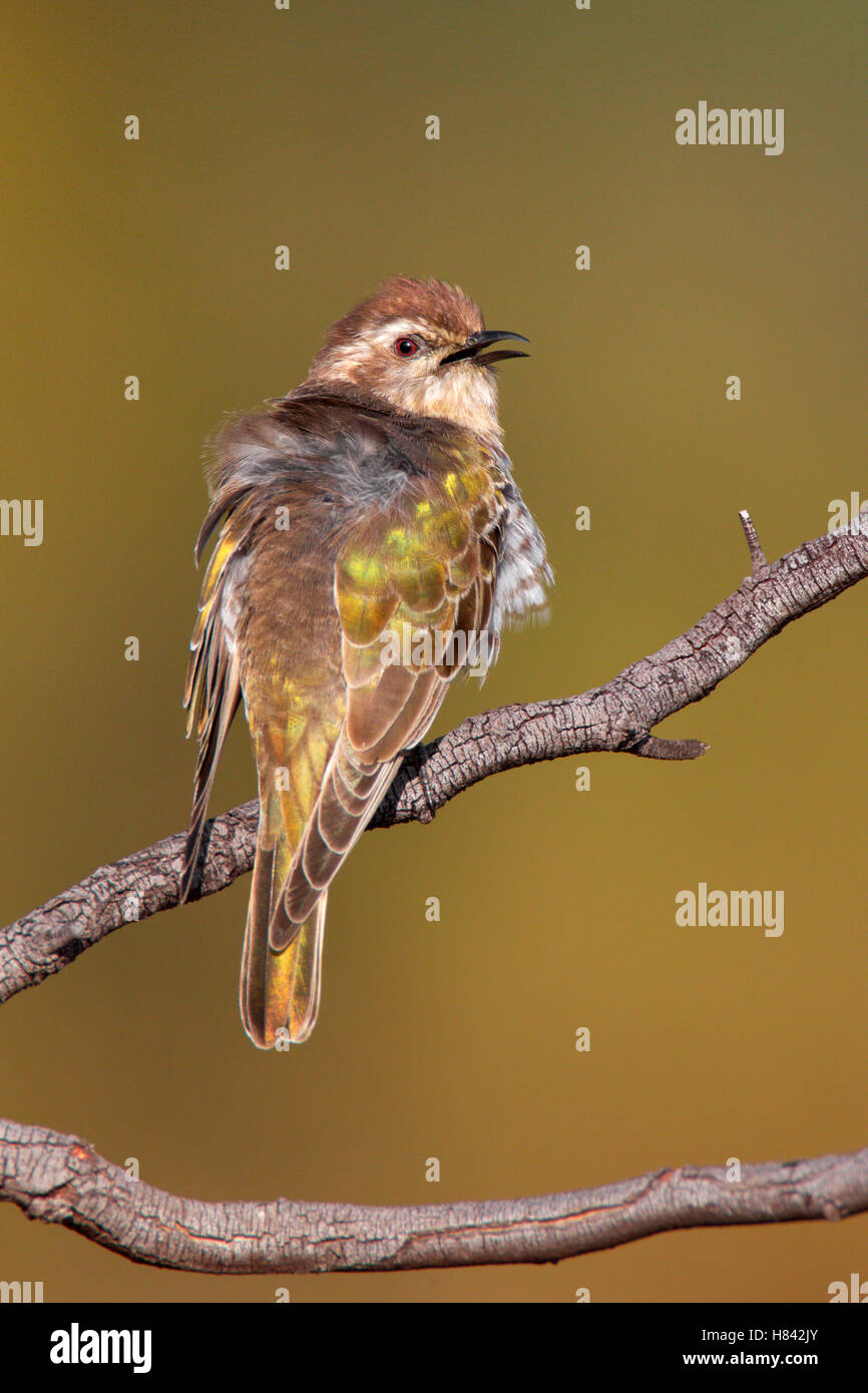 Horsfield's Bronze-Cuckoo (Chrysococcyx basalis), Victoria, Australia ...