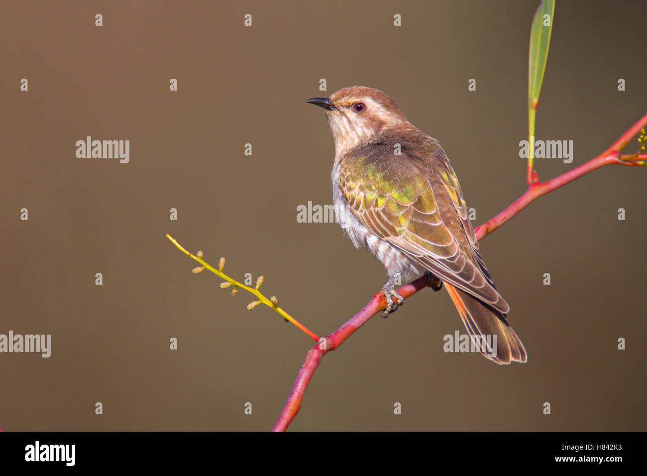 Horsfield's Bronze-Cuckoo (Chrysococcyx basalis), Victoria, Australia ...