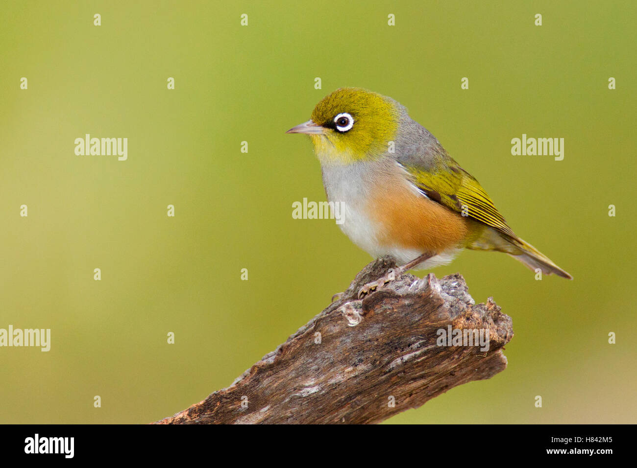 Silvereye (Zosterops lateralis), Victoria, Australia Stock Photo - Alamy