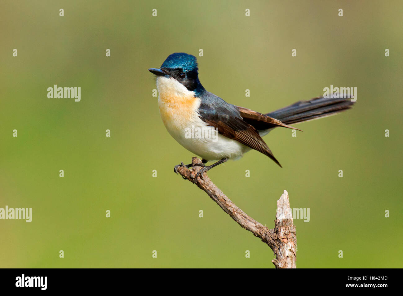 Restless Flycatcher (Myiagra inquieta), Victoria, Australia Stock Photo ...