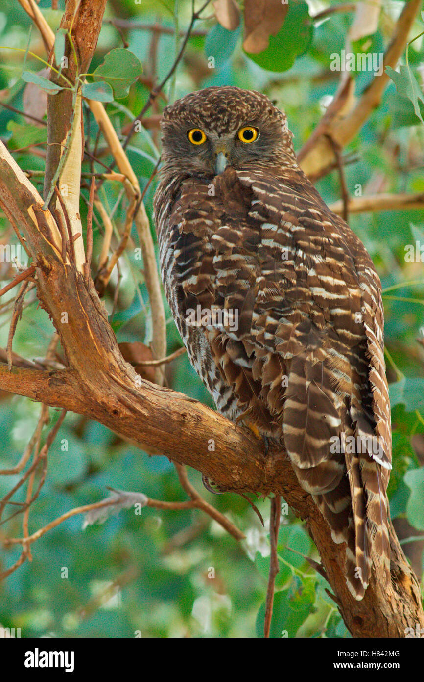 Powerful Owl (Ninox strenua), Victoria, Australia Stock Photo - Alamy
